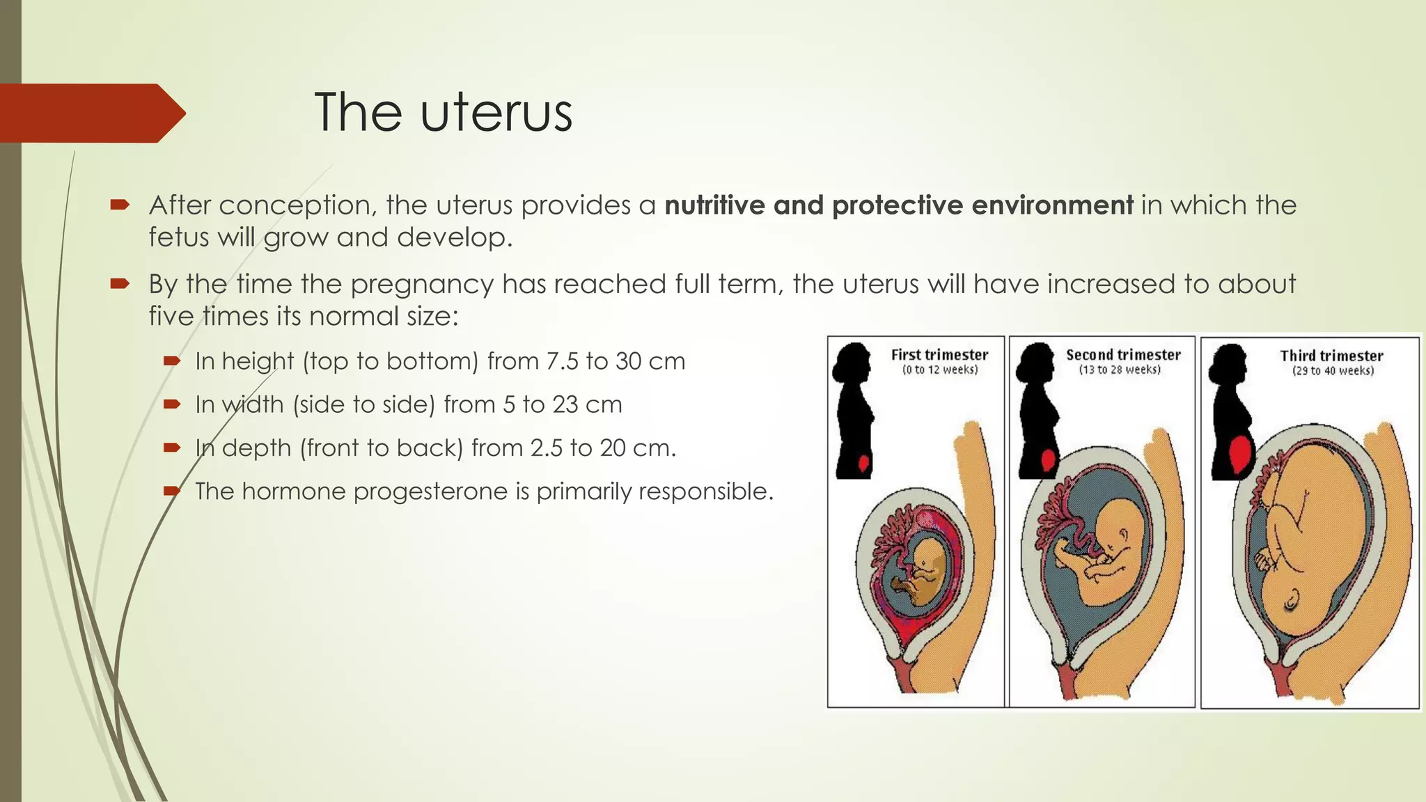 5.2 Physiological changes in the female reproductive system during ...