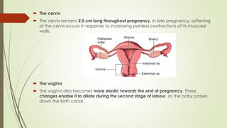 5.2 Physiological changes in the female reproductive system during ...
