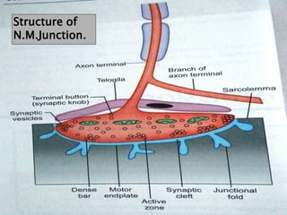 5. NEURO - MUSCULAR JUNCTION (NMJ) - DR. KHAN & FR. INDU.ppt