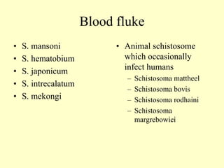 5.1.3.2._BLOOD_FLUKES_(AHMED).ppt