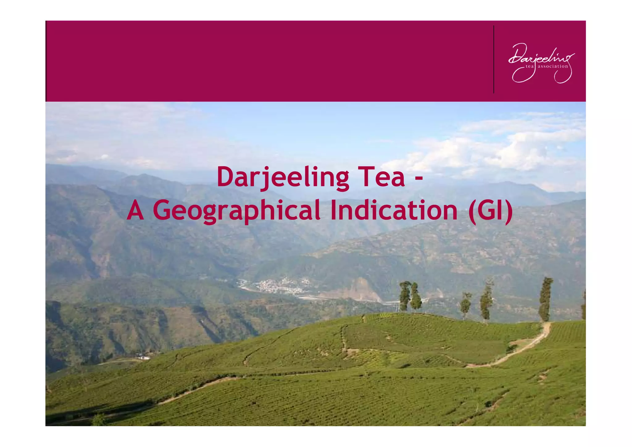 5.0 Darjeeling Tea.pdf