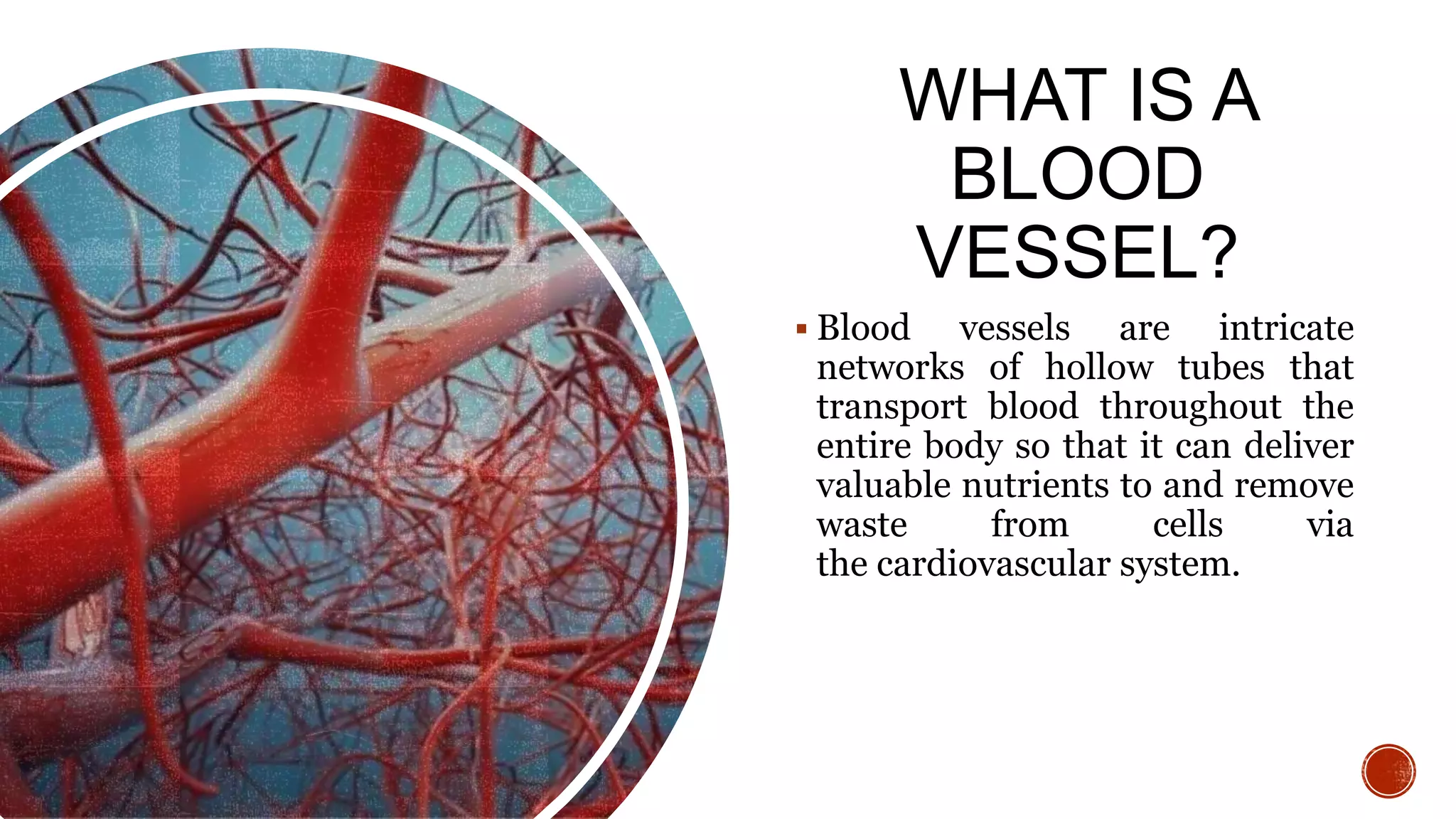 5.1 Blood Vessels.pptx