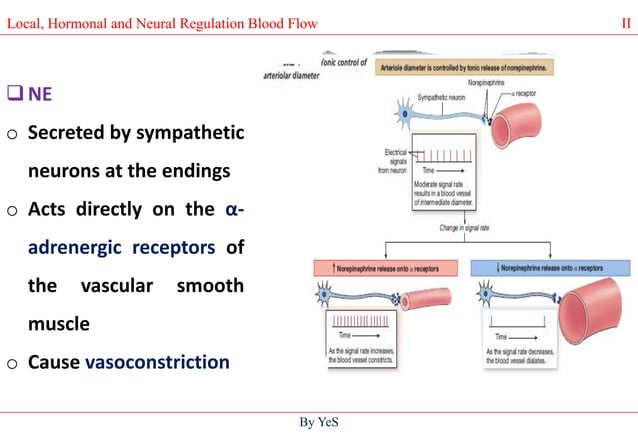 5. Local Neural and Hormonal Regulation of BP.pdf