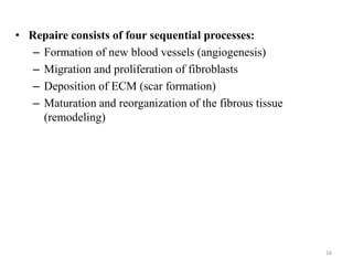 5. Tissue Repair and Wound healing-1.pptx