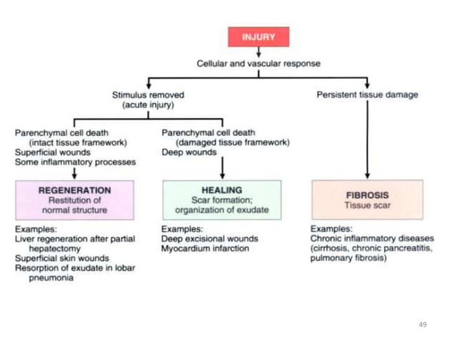 5. Tissue Repair and Wound healing-1.pptx