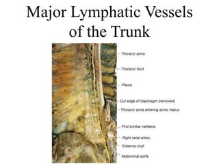 5.lymphatic system.ppt