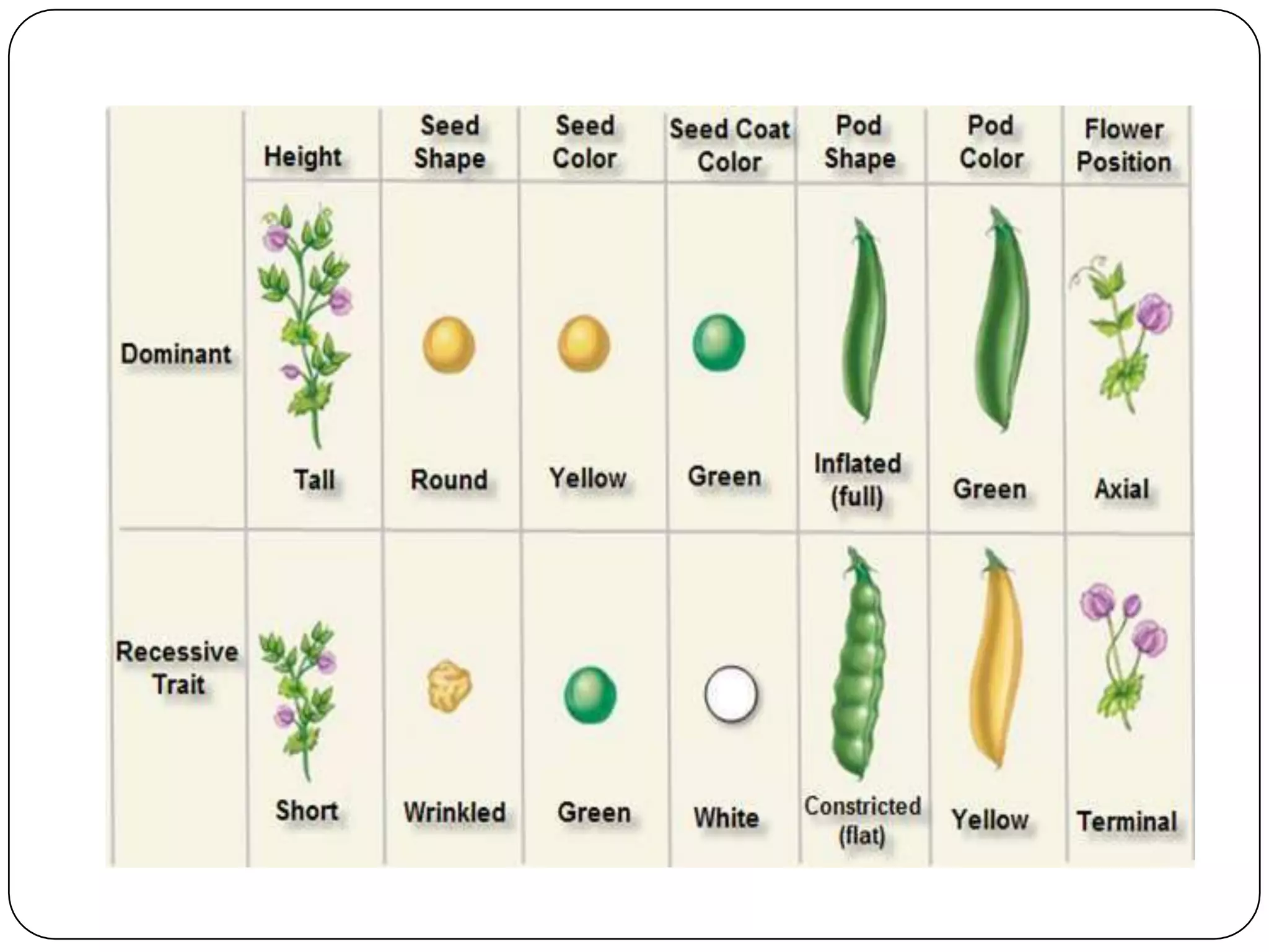 5._PRINCIPLES_OF_INHERITANCE_AND_VARIATION.pptx