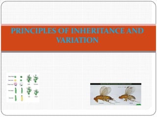 5._PRINCIPLES_OF_INHERITANCE_AND_VARIATION.pptx