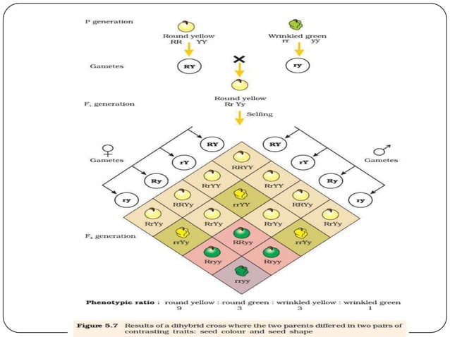 5._PRINCIPLES_OF_INHERITANCE_AND_VARIATION.pptx