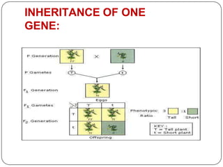 5._PRINCIPLES_OF_INHERITANCE_AND_VARIATION.pptx