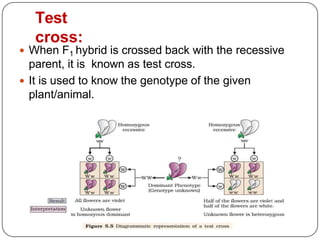 5._PRINCIPLES_OF_INHERITANCE_AND_VARIATION.pptx