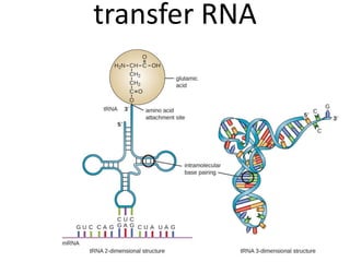 5.protein_synthesis_1.pdf