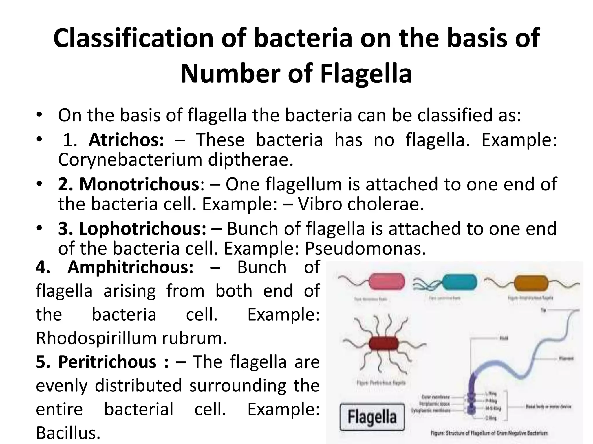 5. Classification of bacteria.pptx