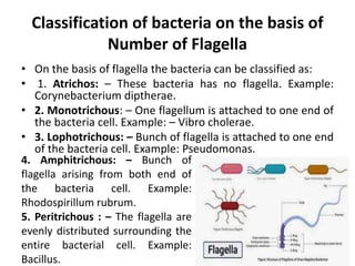 5. Classification of bacteria.pptx