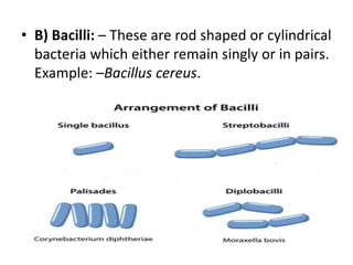 5. Classification of bacteria.pptx