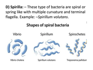 5. Classification of bacteria.pptx