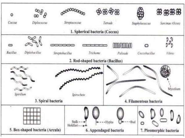 5. Classification of bacteria.pptx