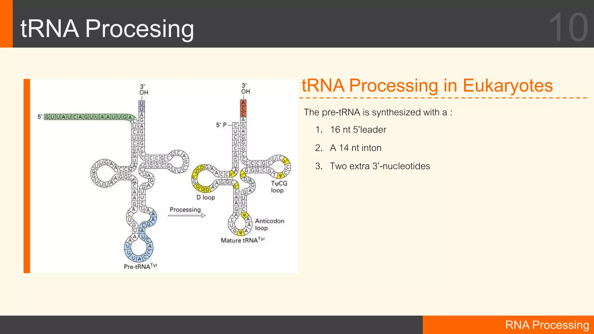 5.RNA Processing.pptx