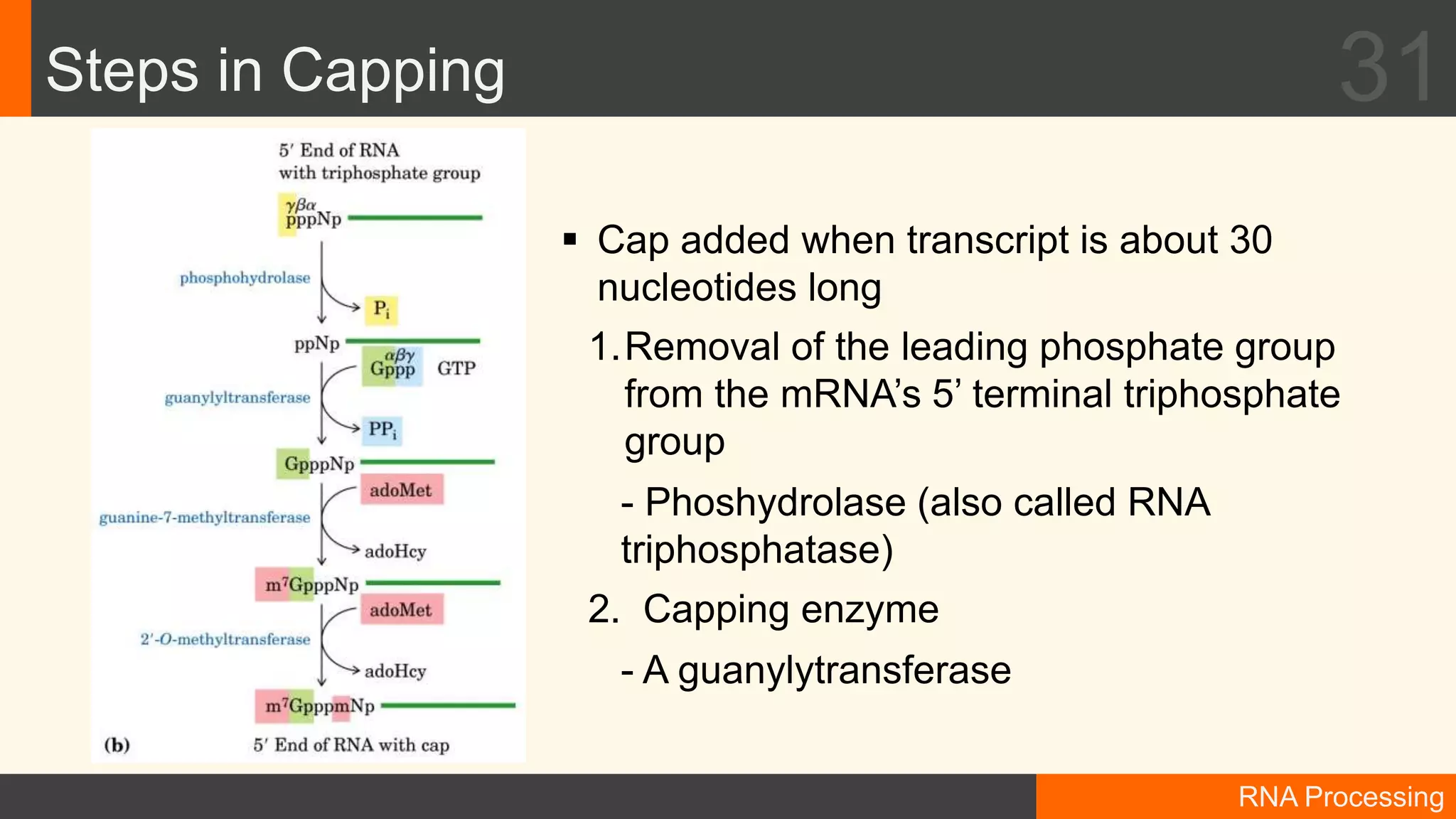 5.RNA Processing.pptx