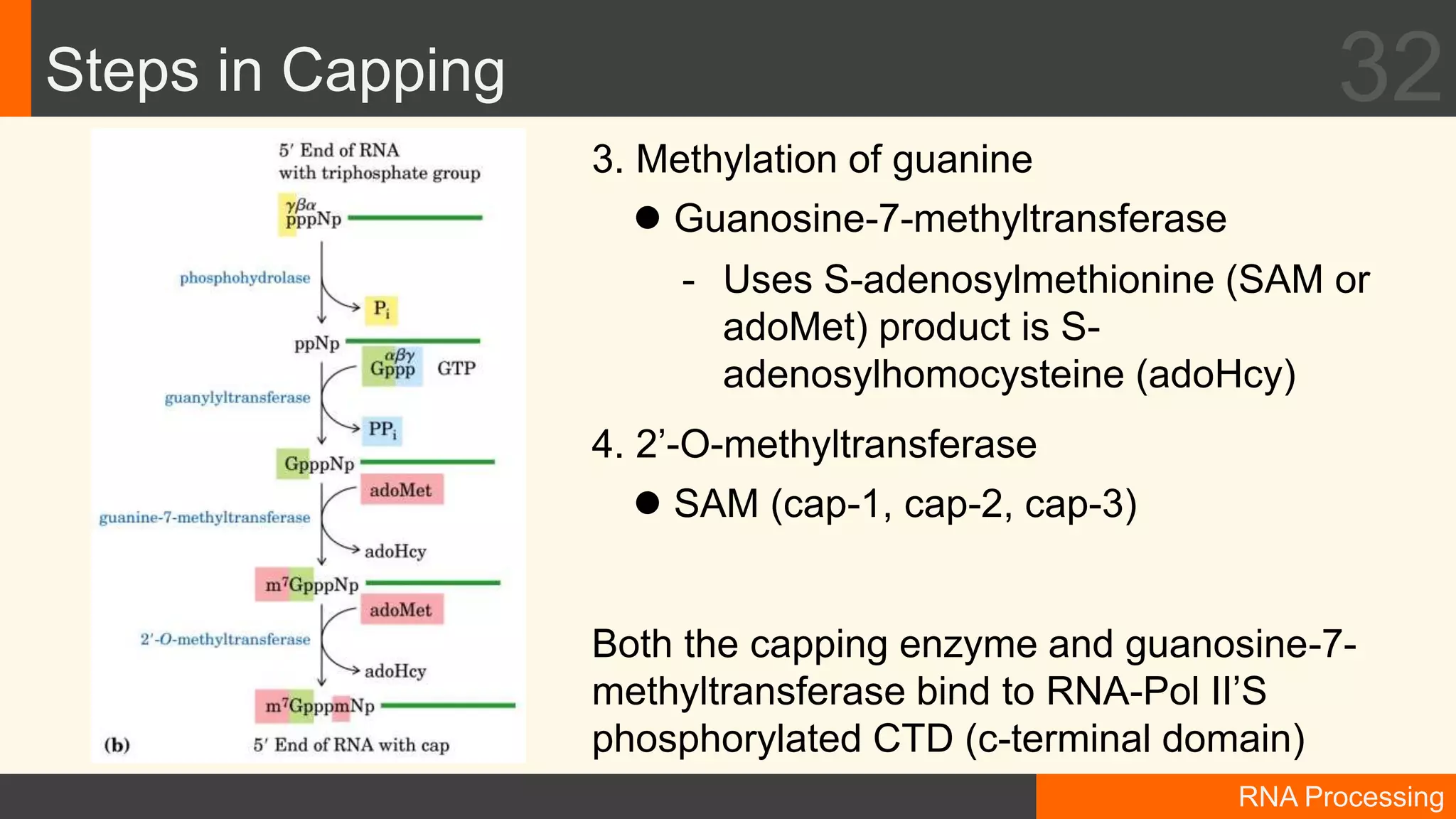 5.RNA Processing.pptx