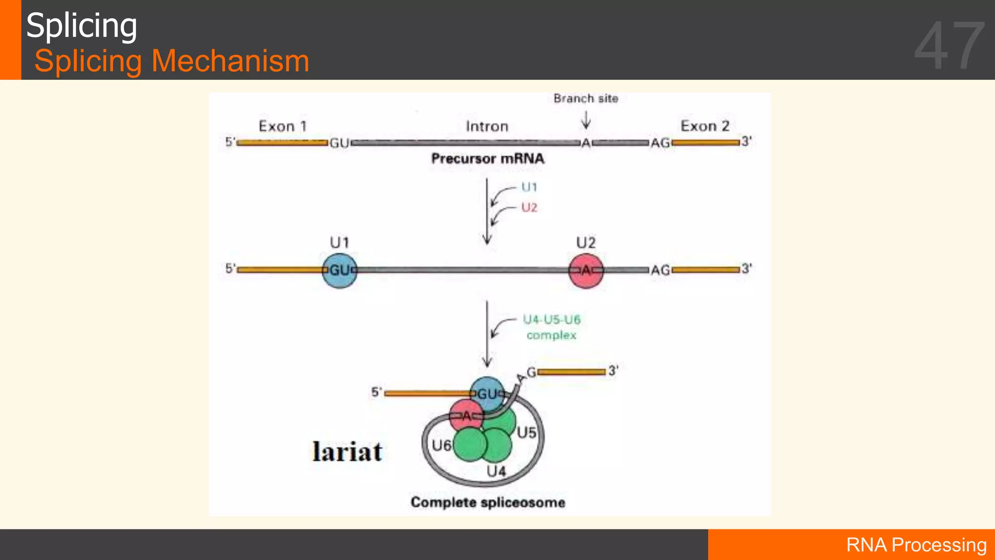 5.RNA Processing.pptx
