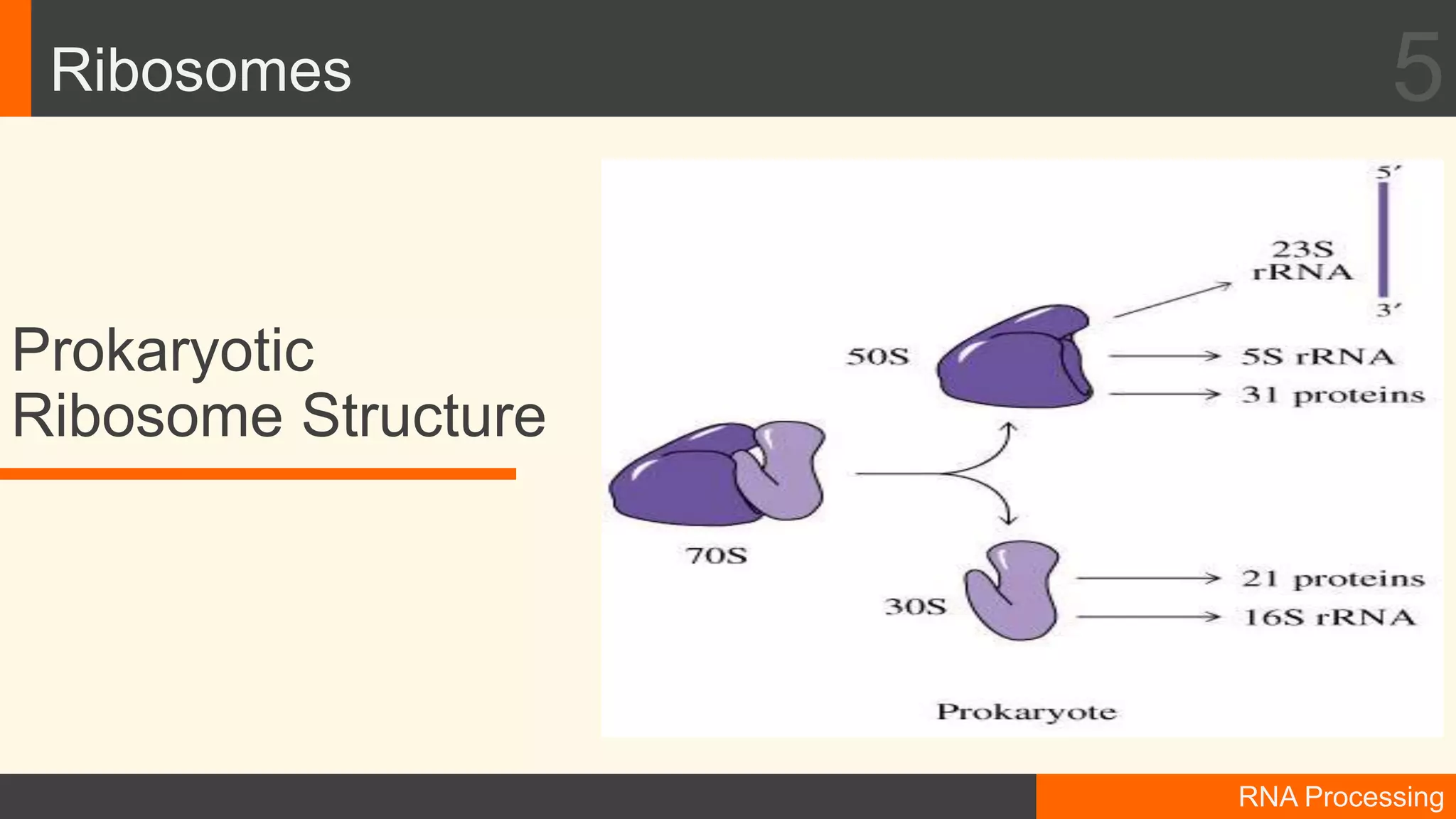5.RNA Processing.pptx