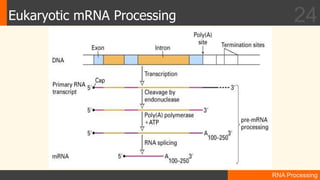 5.RNA Processing.pptx