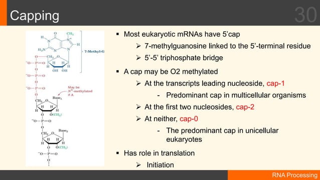 5.RNA Processing.pptx