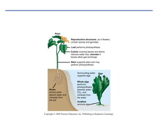 5. Plant diversity-Bryophytes.ppt