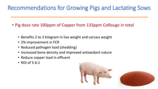 5. Twin Water Copper benefits CoRouge.pptx