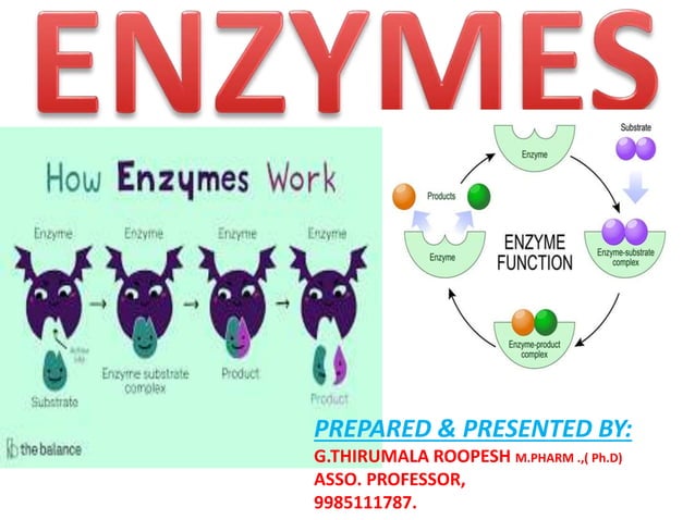 5.ENZYMES.pptx