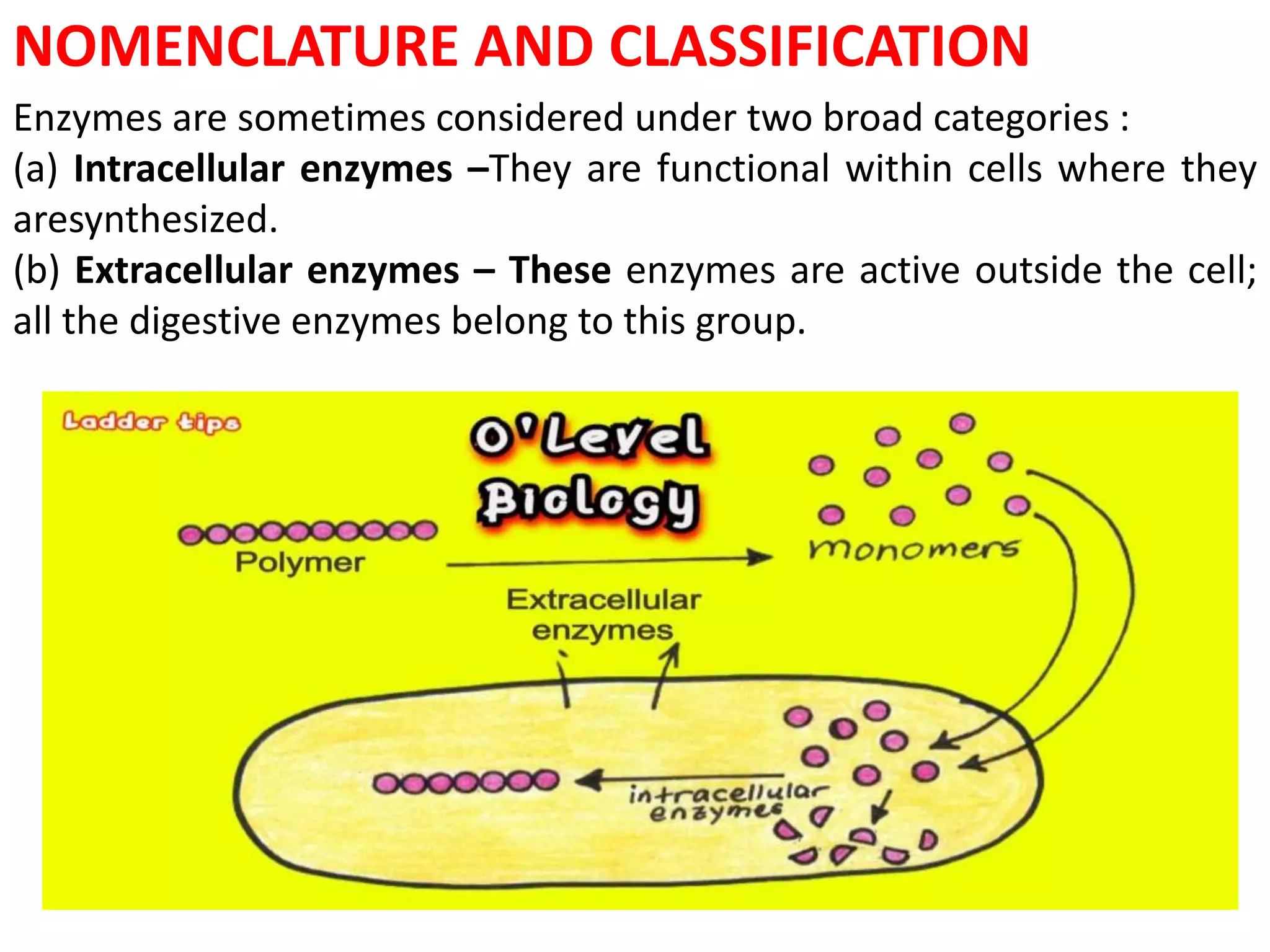5.ENZYMES.pptx