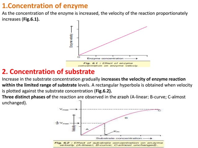 5.ENZYMES.pptx