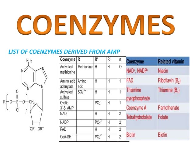 5.ENZYMES.pptx