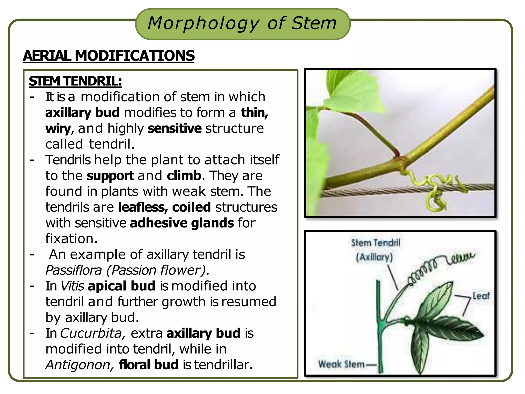 5. Morphology.pptx | Gardening | Home & Garden