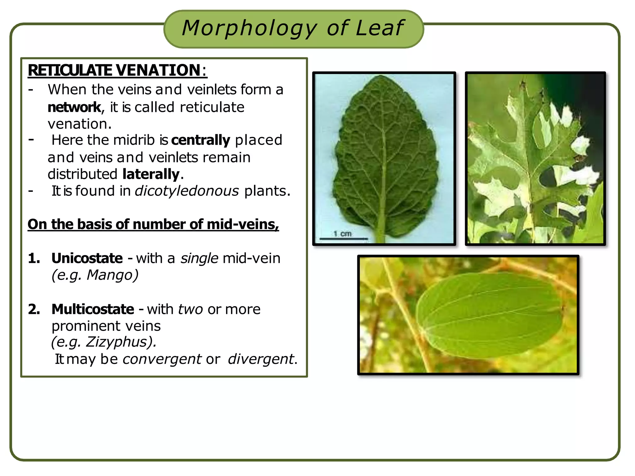5. Morphology.pptx | Gardening | Home & Garden