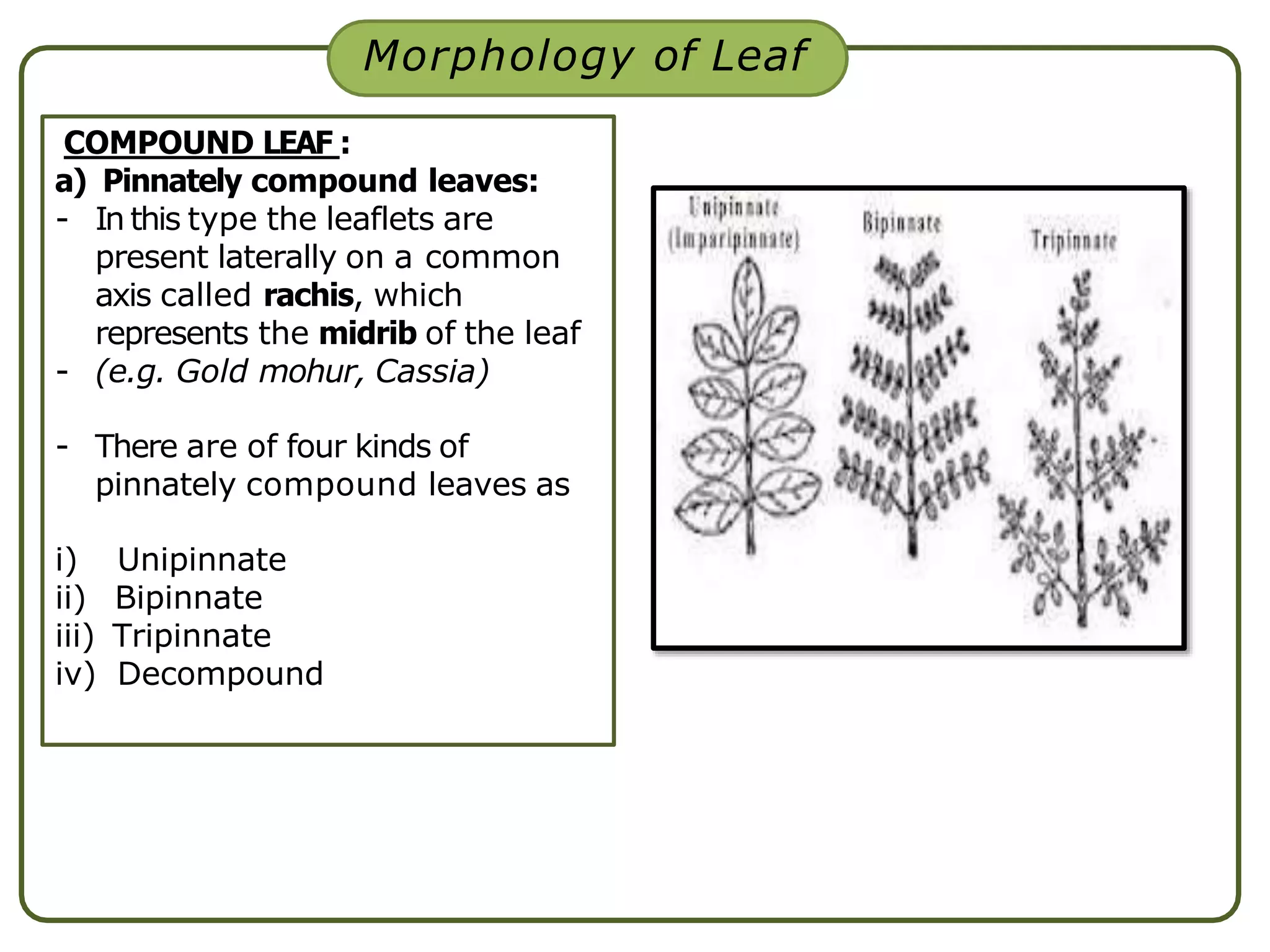5. Morphology.pptx | Gardening | Home & Garden