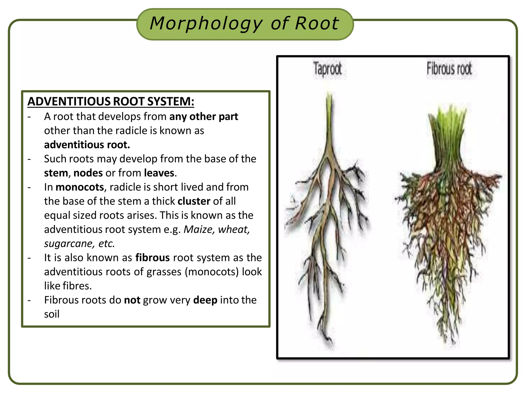 5. Morphology.pptx | Gardening | Home & Garden