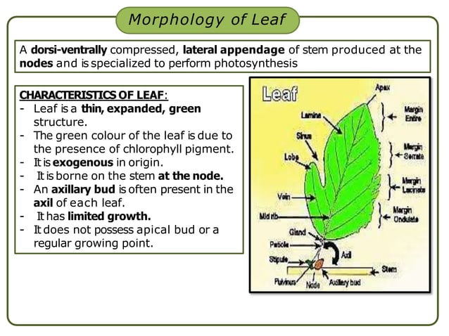 5. Morphology.pptx