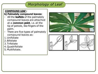 Unifoliate Palmately Compound Leaf