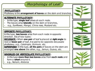 5. Morphology.pptx