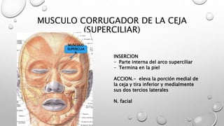 MUSCULOS FACIALES.pptx