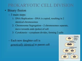 5. Cell Cycle and Mitosis.ppt