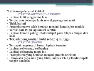 5. ANFIS Integument.pptx