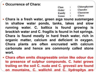 5 . Oedogonium & Chara. Dr. Thirunahari Uagandhar ppt | PPT