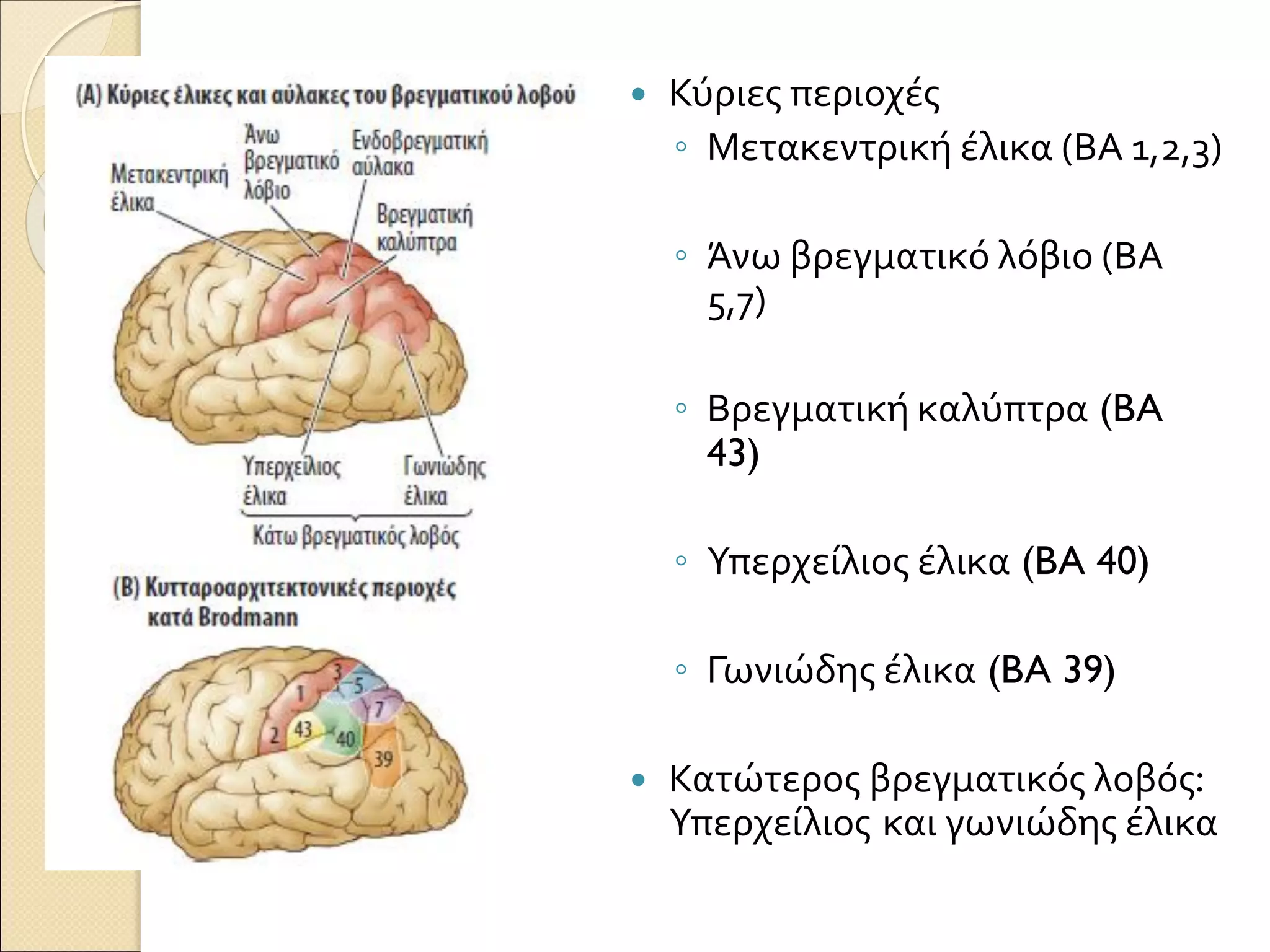 5. Parietal lobes.pdf