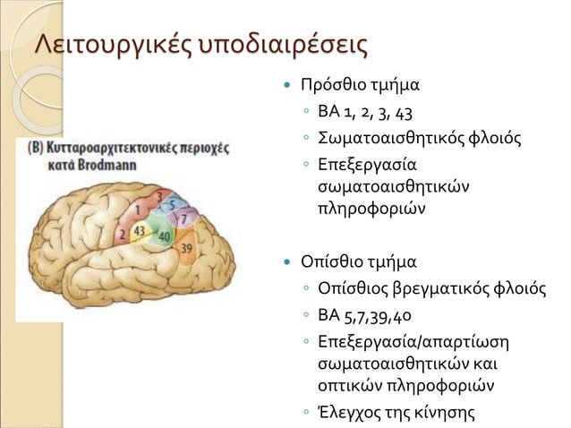 5. Parietal lobes.pdf