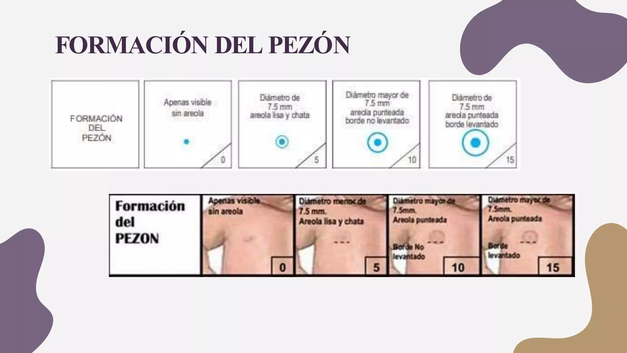 5. TEST DE CAPURRO.pptx