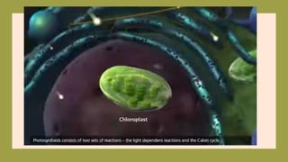 5. CHLOROPHYLL.pptx