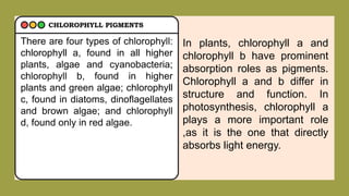 5. CHLOROPHYLL.pptx